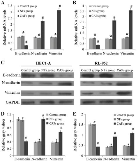 Caf Regulate The Mrna And Protein Expression Levels Of E Cadherin