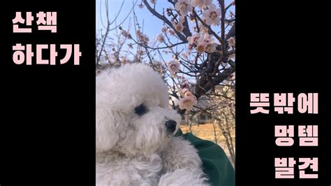 산책하다가 뜻밖에 멍템 발견👀했어요 비숑 일상 강아지 산책🐶 강아지브이로그 일상 브이로그 4k Youtube
