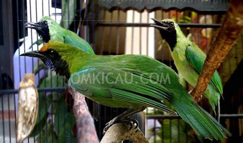 Detail Gambar Cucak Ijo Ngentrok Koleksi Nomer 12