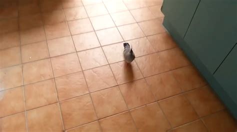 Pigeon Mating Dance Supposedly Rperfectlycutscreams