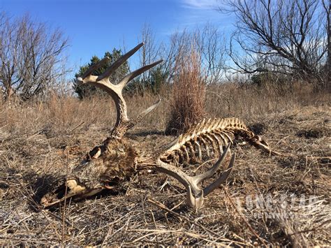 Deer Bones And Antler Sheds Not So Easy To Find On Ranches Texas