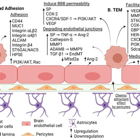 Schematic Representation Of Extravasation Steps In Melanoma Brain