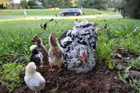 Pin By Ariana Grande On Chickens Garden Sculpture Chickens Outdoor