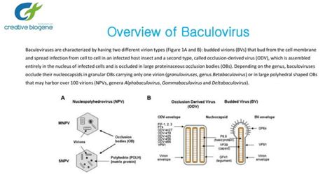 Baculovirus Efficient Tool For Protein Expression Ppt