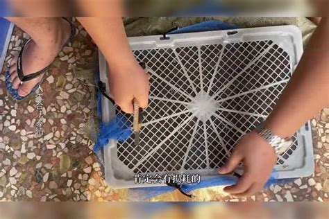 多只草龟苗如何在一个星期内清完龟清完龟苗星期