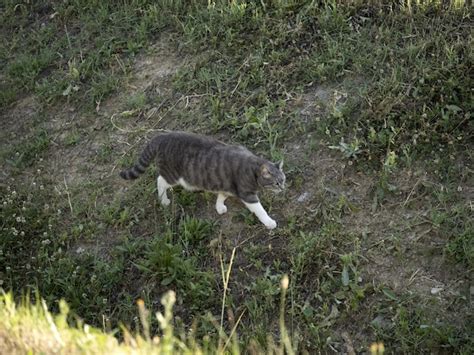 Premium Photo Cat While Hunting Outdoor At Sunset
