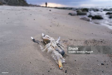 바닷가에 죽은 갈매기 닫고 흐릿한 배경에 남자의 실루엣 갈매기에 대한 스톡 사진 및 기타 이미지 갈매기 더러운 독성 물질