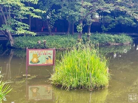 春の風公園 蛙池東京都練馬 水辺遍路
