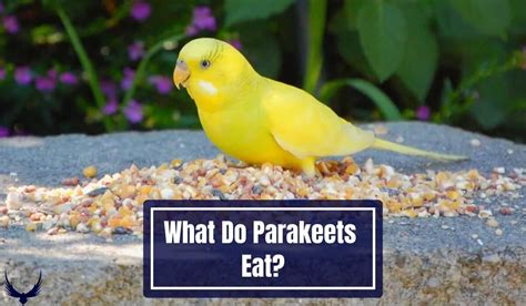 What Do Parakeets Eat A Detail Guide To Parakeets Diet 2024