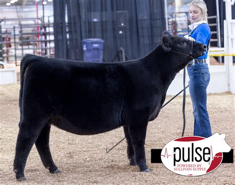 Cattlemens Congress Open Angus Females Division I The Pulse