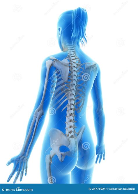 El esqueleto femenino stock de ilustración Ilustración de spine 34776924