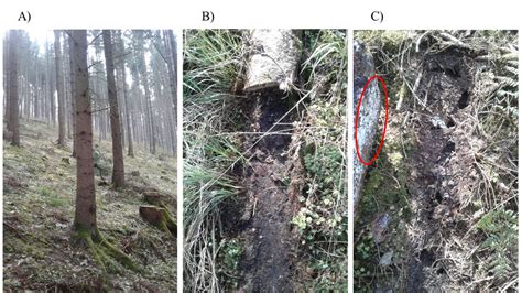 The Studied Thinned Spruce Forest Located In Kulmbach Bavaria Germany