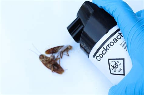 Cockroach In The Laboratory And Chemical Kill Cockroach Product Stock Image Image Of Hygiene