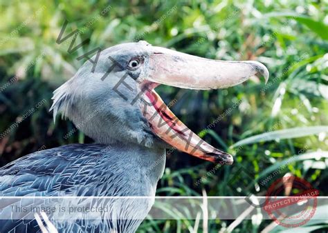 African Shoebill