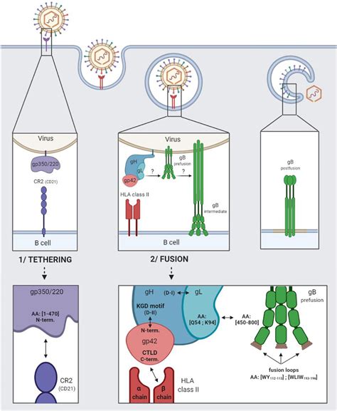 Frontiers Main Targets Of Interest For The Development Of A