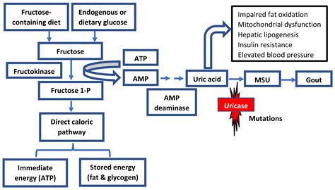 Uric Acid Pathway
