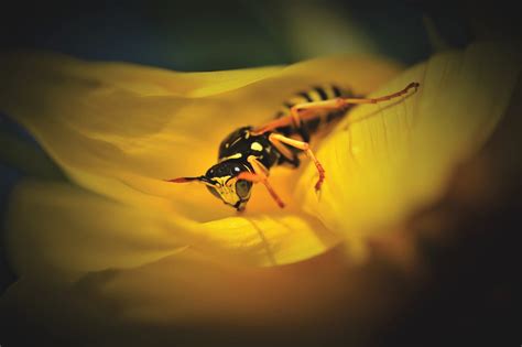 Wasp Insect Sting Free Photo On Pixabay Pixabay