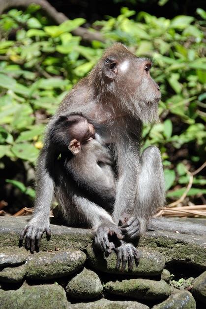 Monos En El Bosque De Los Monos De Ubud Bali Indonesia Foto Premium