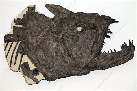 Xiphactinus Fossil Fish Stock Image C0078631 Science Photo Library