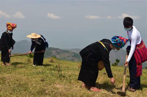 Dvb အင်းလေးကန်ရေဝေရေလဲဒေသ တောင်ကတုံးများတွင် သစ်စေ့မြေလုံးများ