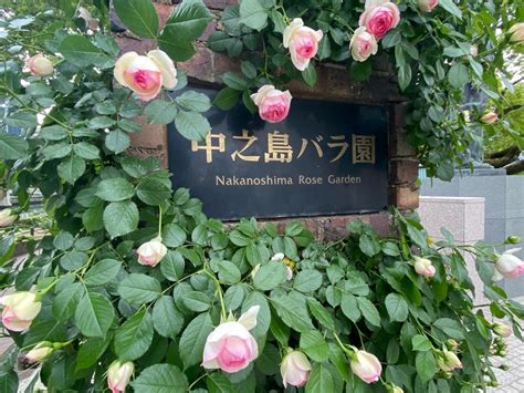 中之島バラ園 プライム大阪城北
