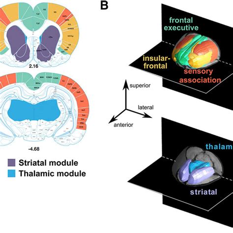 A Brain Regions N 118 Selected As Input Nodes In The Modularity