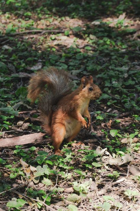 An Adult Fluffy Red Squirrel Stands On The Ground With Fallen Leaves