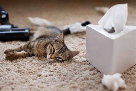 How To Get Rid Of Cat Pee Smell Clean My Space Ct
