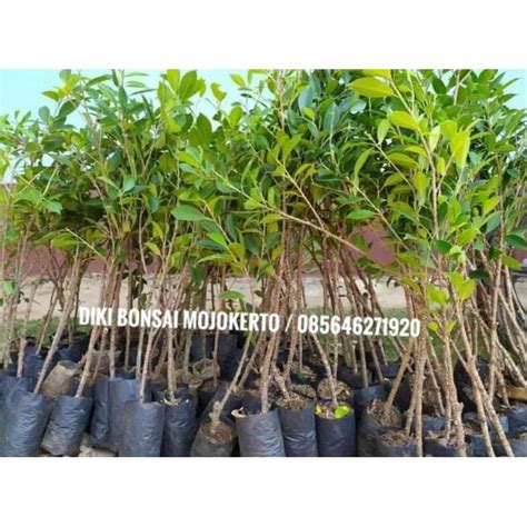 Jual Bibit Bonsai Beringin Kimeng Bahan Bonsai Kimeng Kg Isi Shopee Indonesia