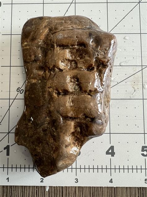 Strange Find Agatized Fossil Nautiloid R Whatsthisrock