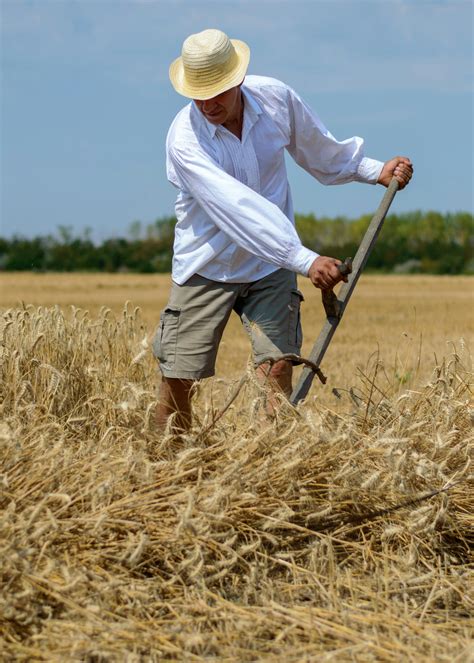 경작 경치 곡물 녹색 농업 농업 경제학 농작물 농지 농촌 지역 농촌의 들판 땅 맑은 날 목가적인 밀 보리 생명 성장 수평선 수확 시골