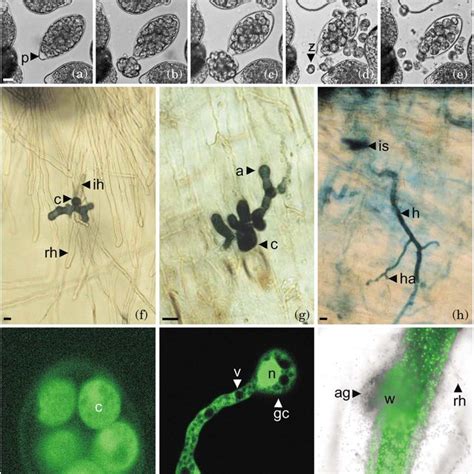 Life Cycle Of A Typical Root Infecting Pythium Species Download