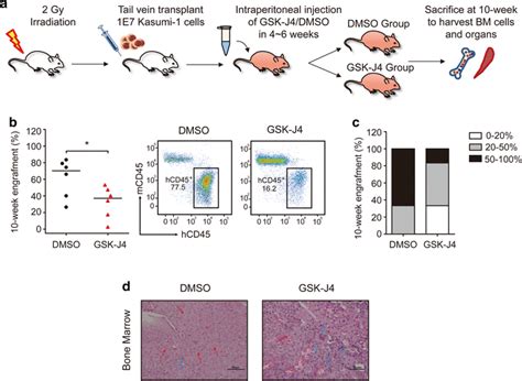 Gsk J4 Reduces Tumor Burden In The Kasumi 1 Cells Transplanted