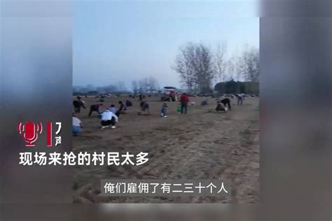药材地丰收疑遭村民疯抢，主家坐地痛哭，无奈报警才将人赶走！