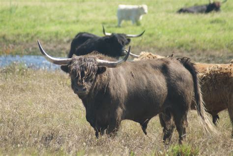 Longhorn Highlander Cross Carthage Sd Sony Dsc Jerry Swedlund