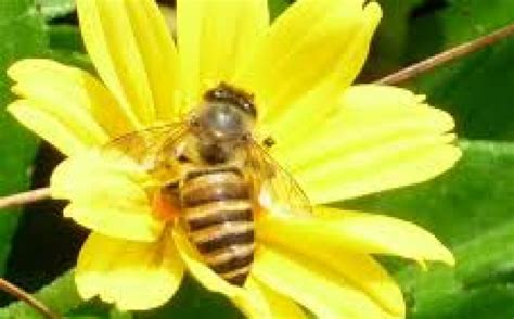 Apis Cerana Dari Ujung Selatan Sumatra