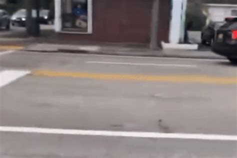 Florida Man In Allegedly Stolen U Haul Crashes Into Police Car Car
