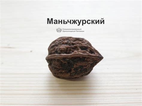 Саженцы маньчжурского ореха