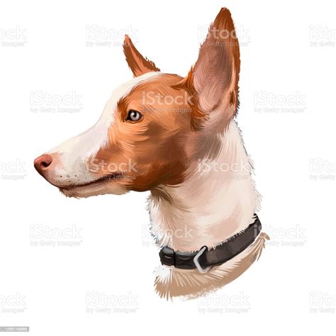 안달루시아 하운드 개 디지털 아트 일러스트는 흰색 배경에 고립 이비산 하운드 포르투갈 포덴고 포덴코 카나리오 마네토 와 같은