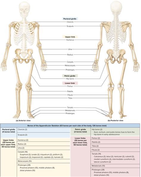 Chapter 8appendicular Skeleton Diagram Quizlet