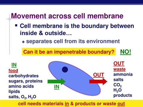 PPT The Cell Membrane AP Biology PowerPoint Presentation Free
