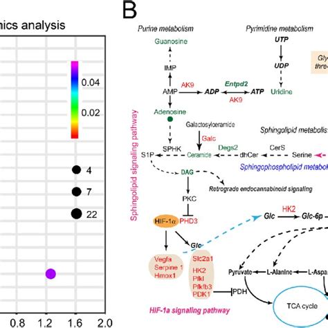 Integrative Analysis Of Metabolic Flow And Pathways Of Cortical Neurons