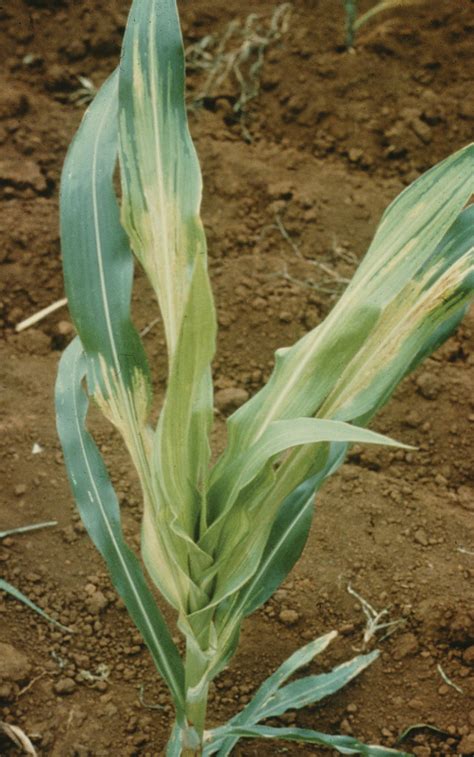 Downy Mildew Of Corn