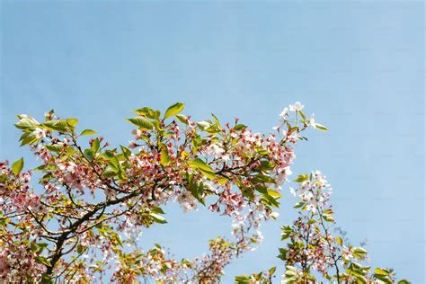 꽃이 만발한 나무가 밝고 푸른 하늘을 배경으로 나뭇 가지를 뻗습니다 사진 Unsplash의 꽃 이미지
