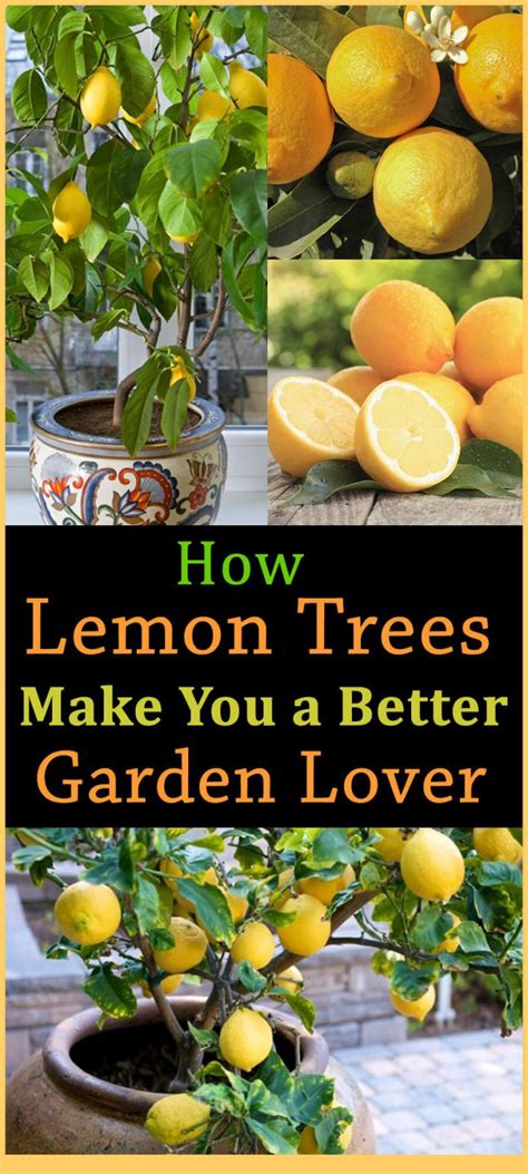 How Lemon Trees Make You A Better Garden Lover Home Gardeners