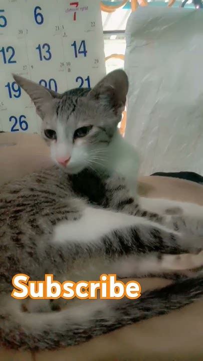 Funny Comedy Catcomedy Catlover 😻😻😻🥰😍🤣🤣😅😂😂 Youtube