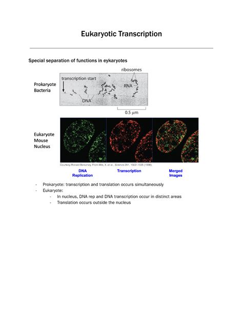 Topic19 Eukaryotictranscription Eukaryotic Transcription Special