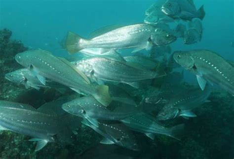 Mulloway The Silver Jewfish Ocean Info