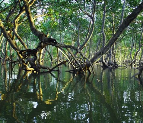 Mangrove Trees