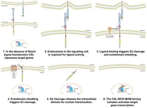 Notch Signaling Genetics And Structure